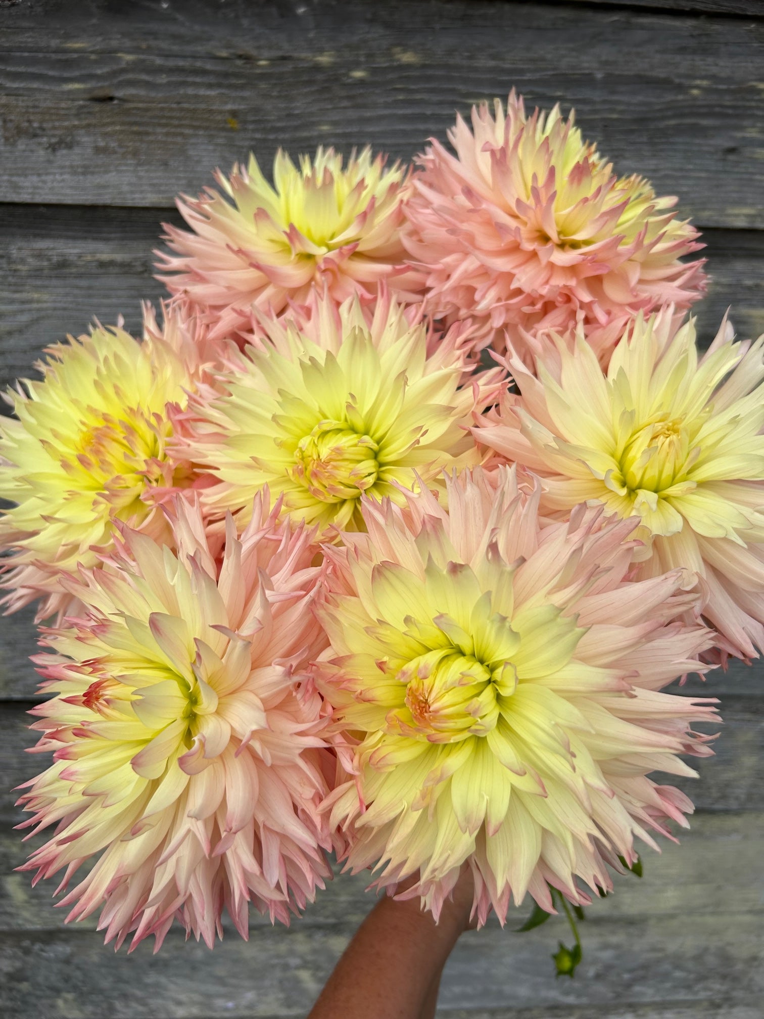 Hapet Champagne – The Farmhouse Flower Farm
