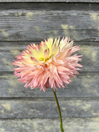 Hapet Champagne – The Farmhouse Flower Farm