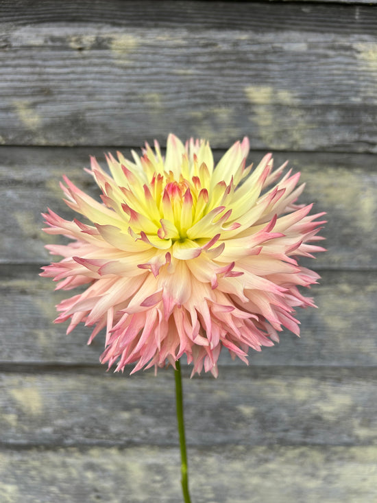 Hapet Champagne – The Farmhouse Flower Farm