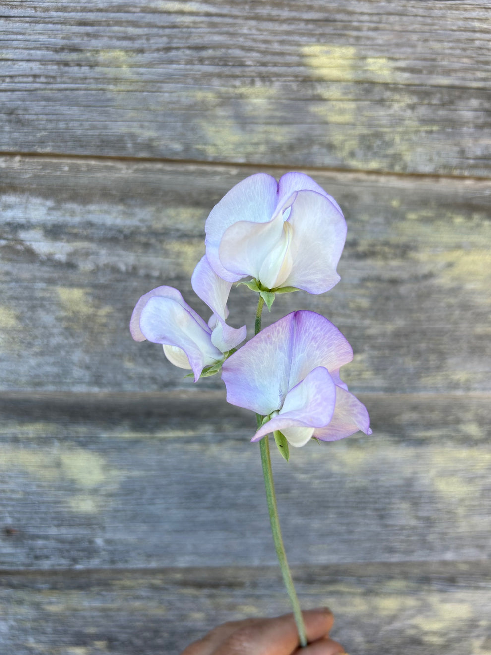 Sweet Pea - Albutt Blue – The Farmhouse Flower Farm