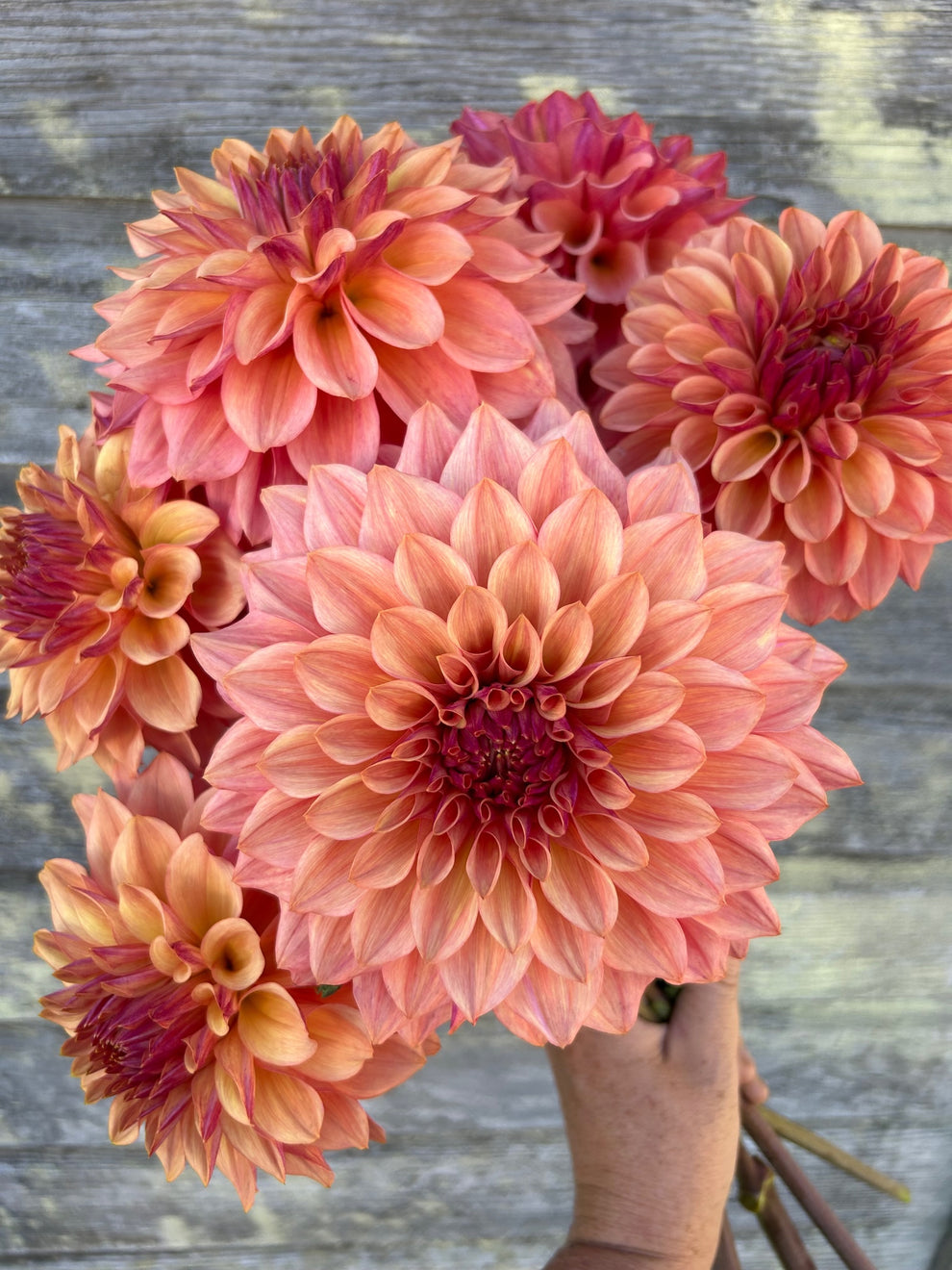 Bloomquist Azalea - LIMIT 1 – The Farmhouse Flower Farm