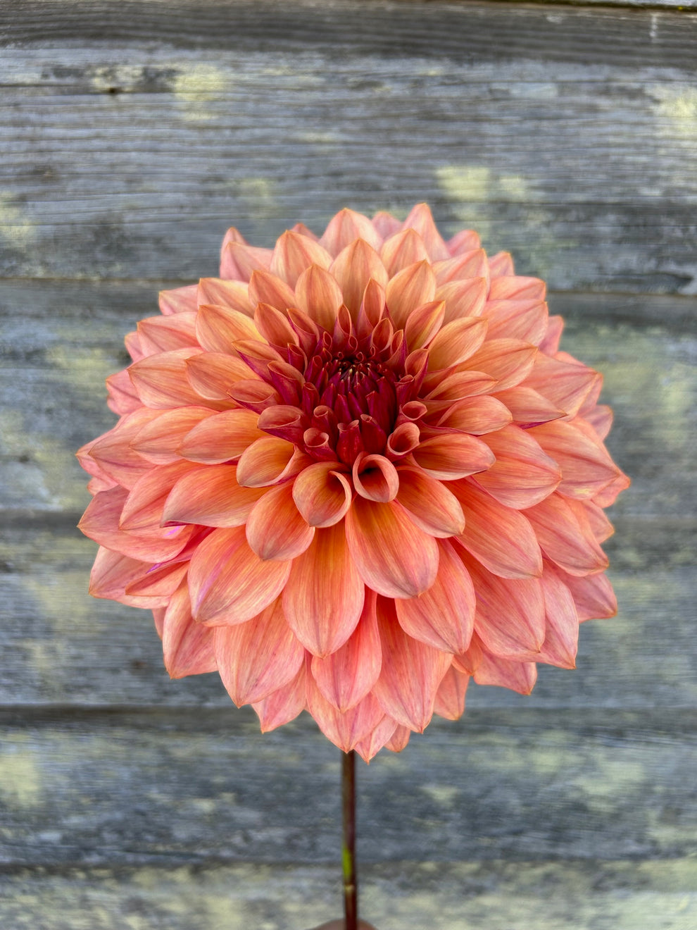 Bloomquist Azalea - LIMIT 1 – The Farmhouse Flower Farm