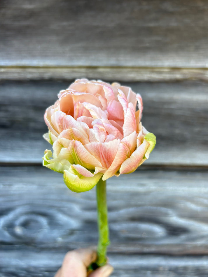 Tulip - Pink Mist – The Farmhouse Flower Farm