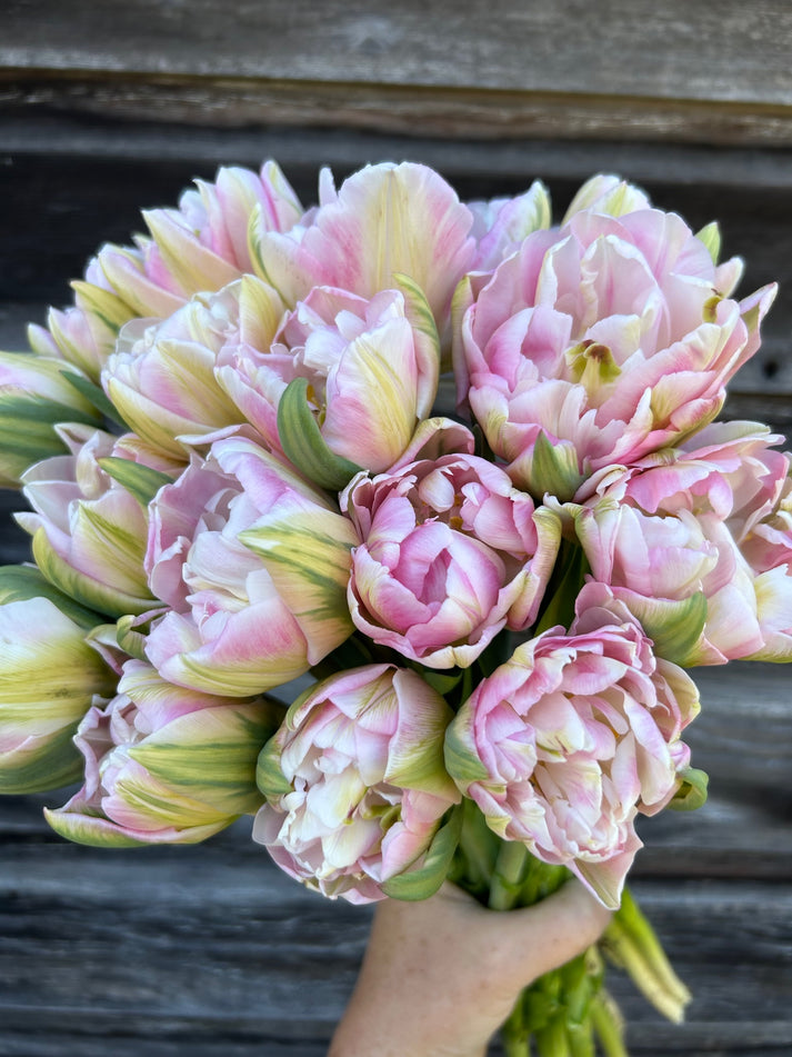 Tulip - Finola – The Farmhouse Flower Farm