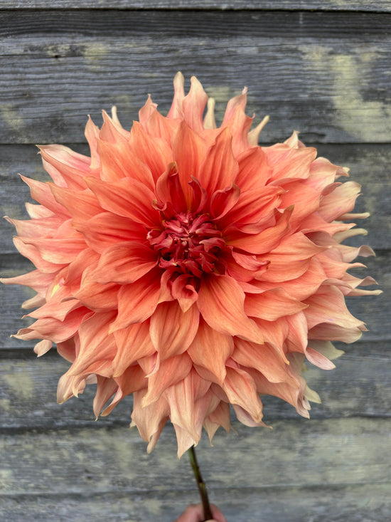 Sierra Glow – The Farmhouse Flower Farm