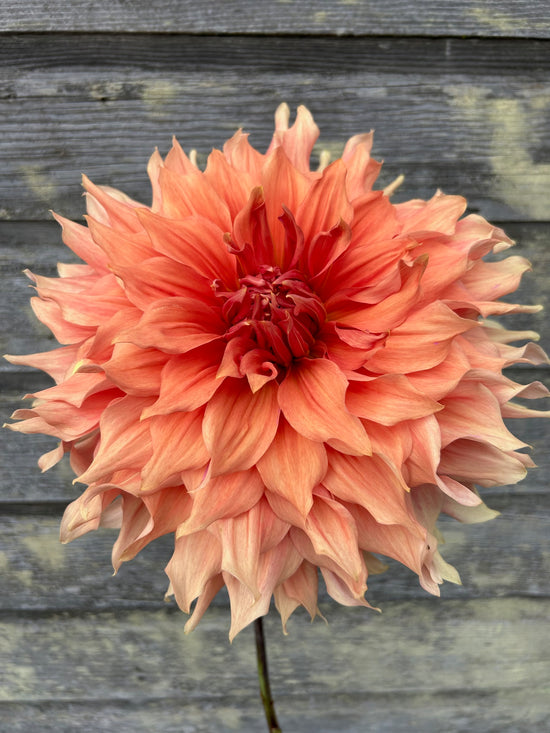 Sierra Glow – The Farmhouse Flower Farm