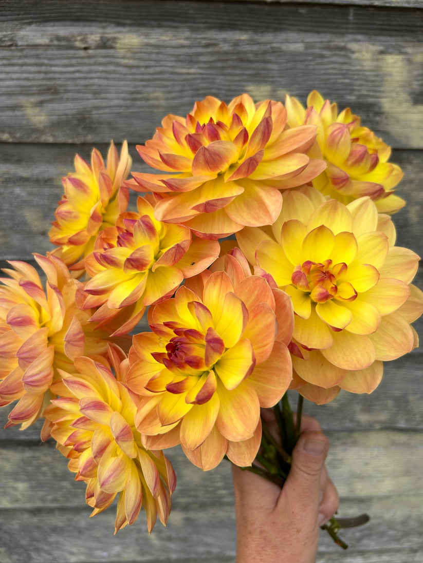 Bracken Lorelei - LIMIT 1 – The Farmhouse Flower Farm