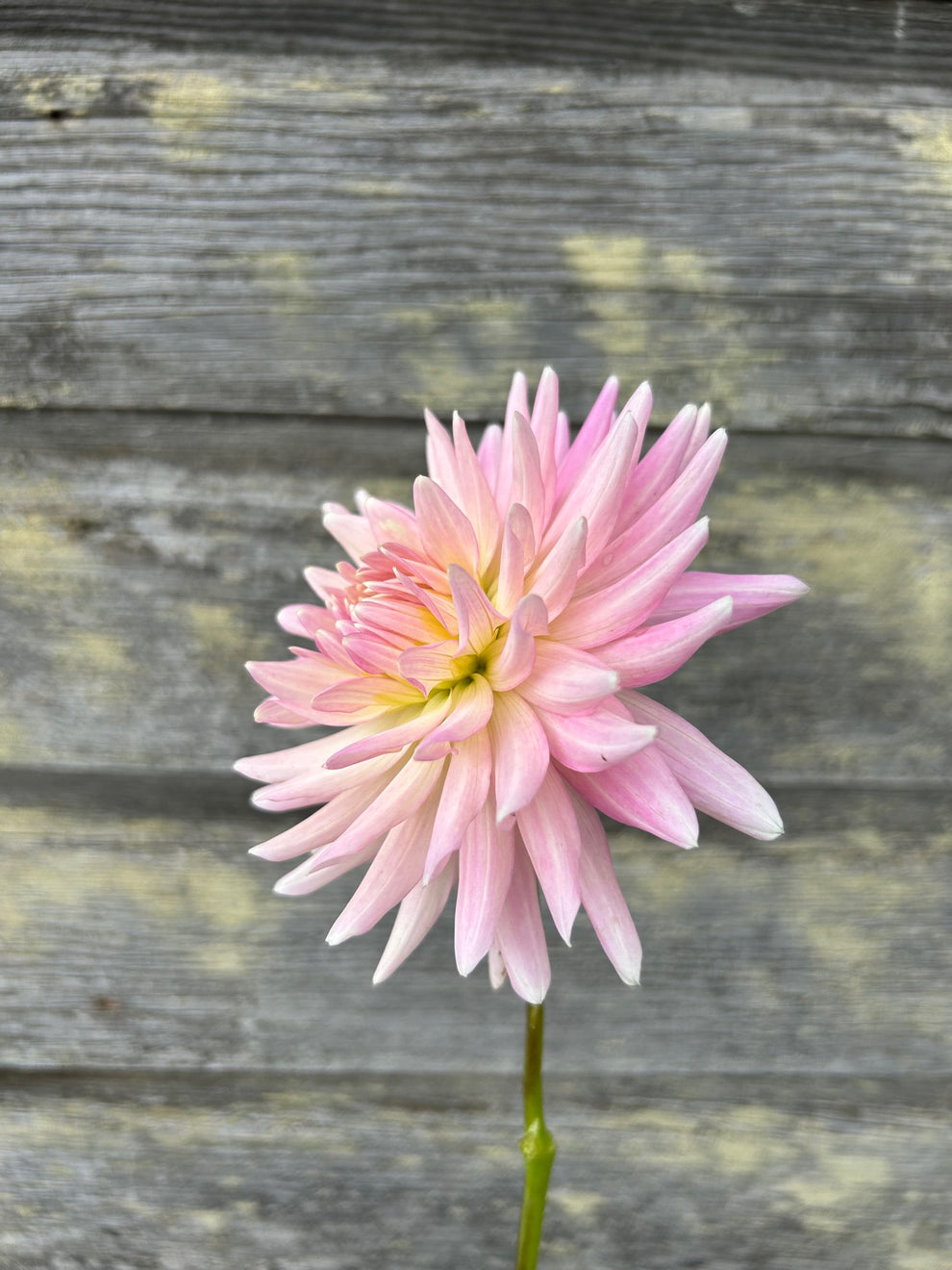 Miss Rose Fletcher – The Farmhouse Flower Farm