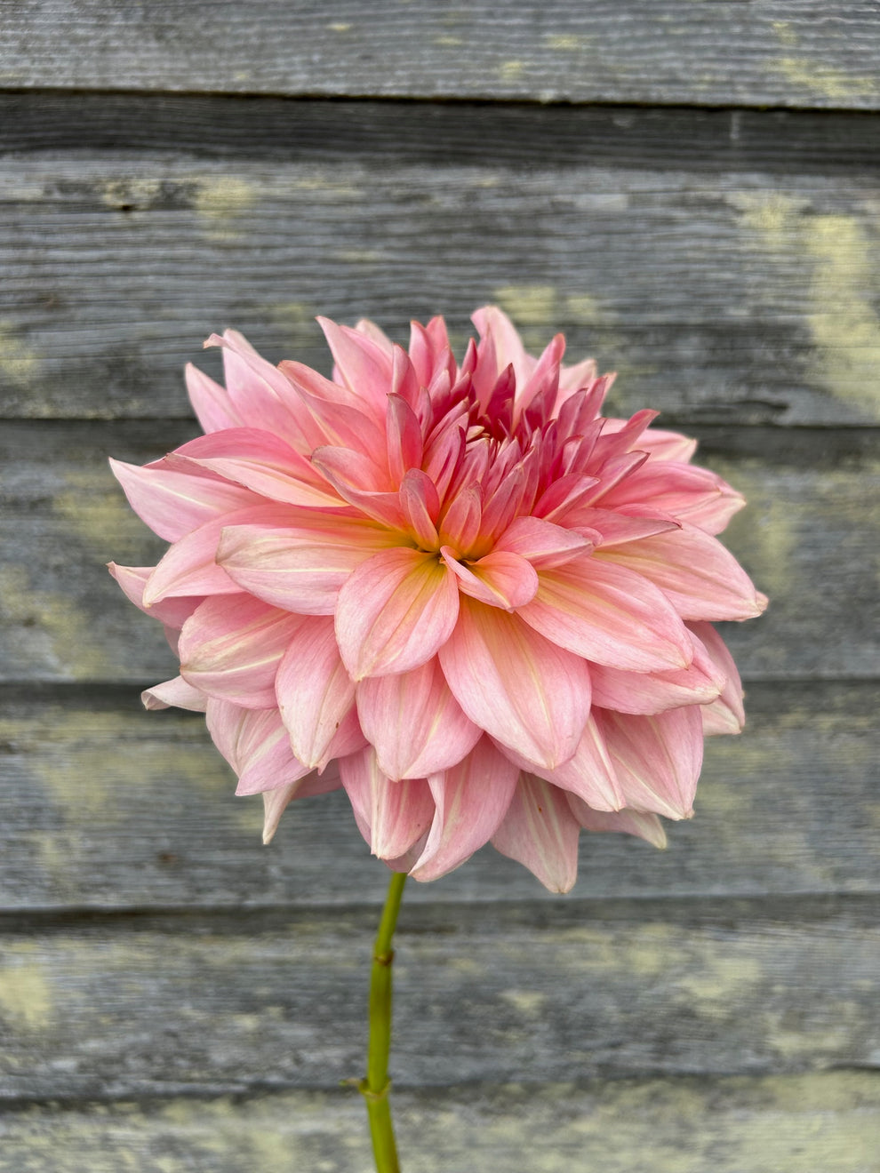 Fairway Pilot - LIMIT 1 – The Farmhouse Flower Farm