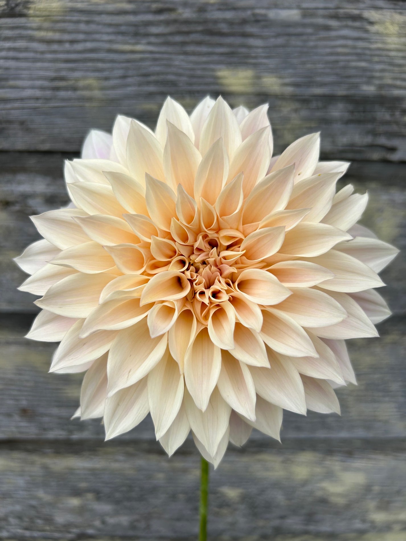 Cafe au Lait Mini - AKA Jolene – The Farmhouse Flower Farm