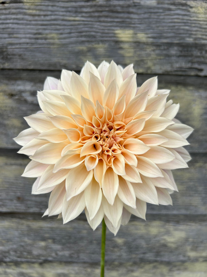 Cafe au Lait Mini - AKA Jolene – The Farmhouse Flower Farm