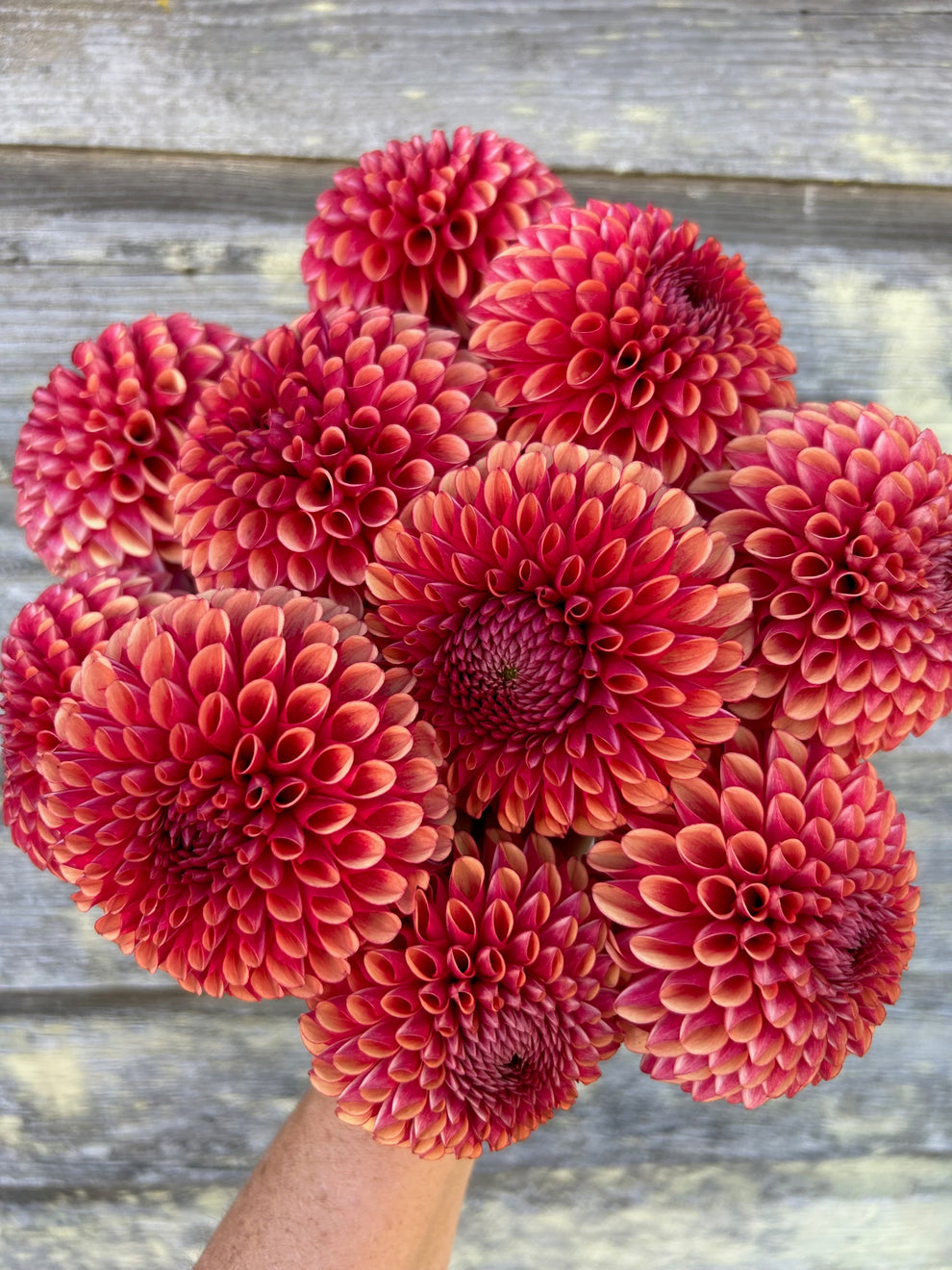 Copper Boy – The Farmhouse Flower Farm