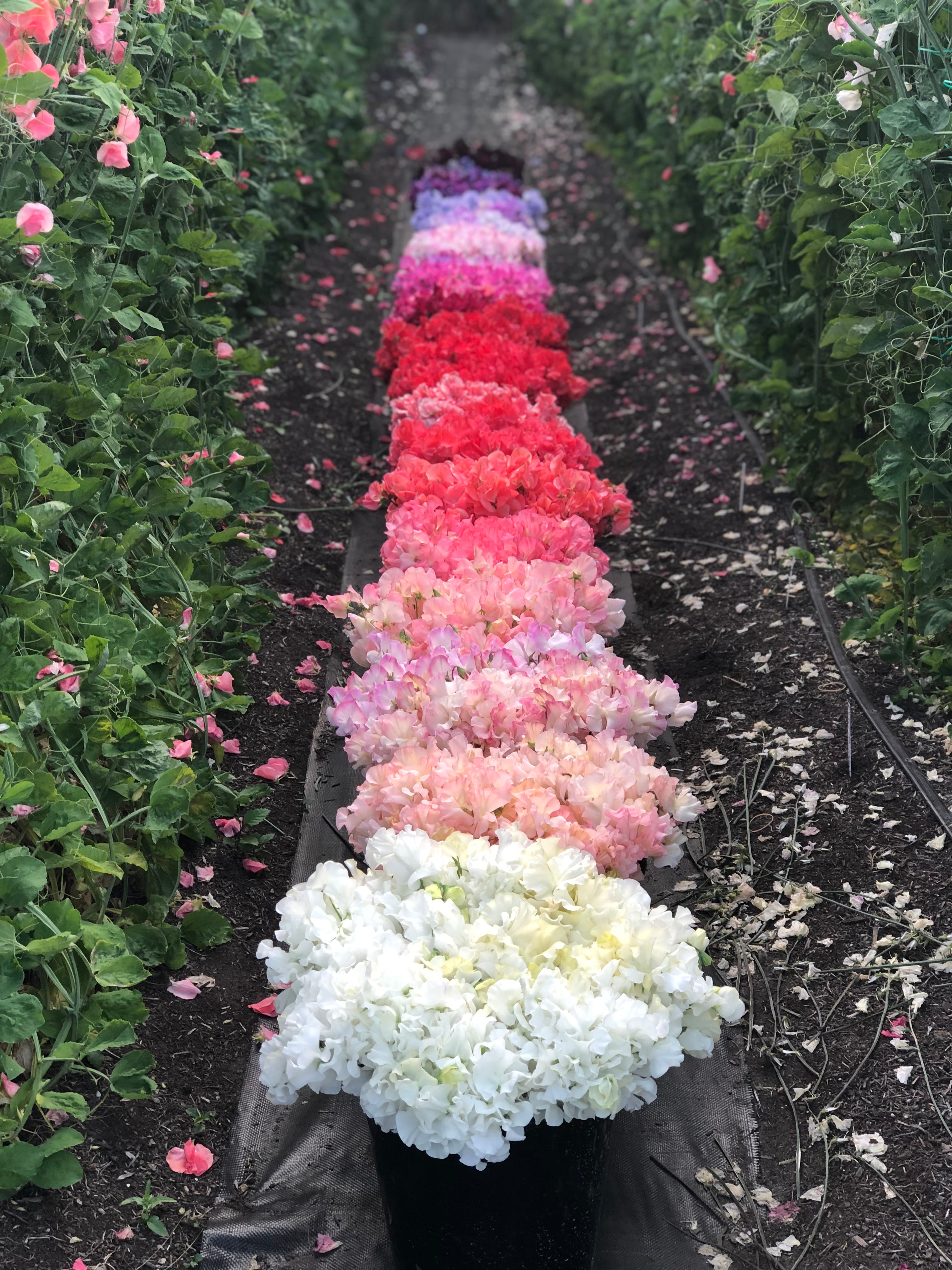 The Farmhouse Flower Farm | Sweet Peas, Seeds, Corms and Dahlia Tubers
