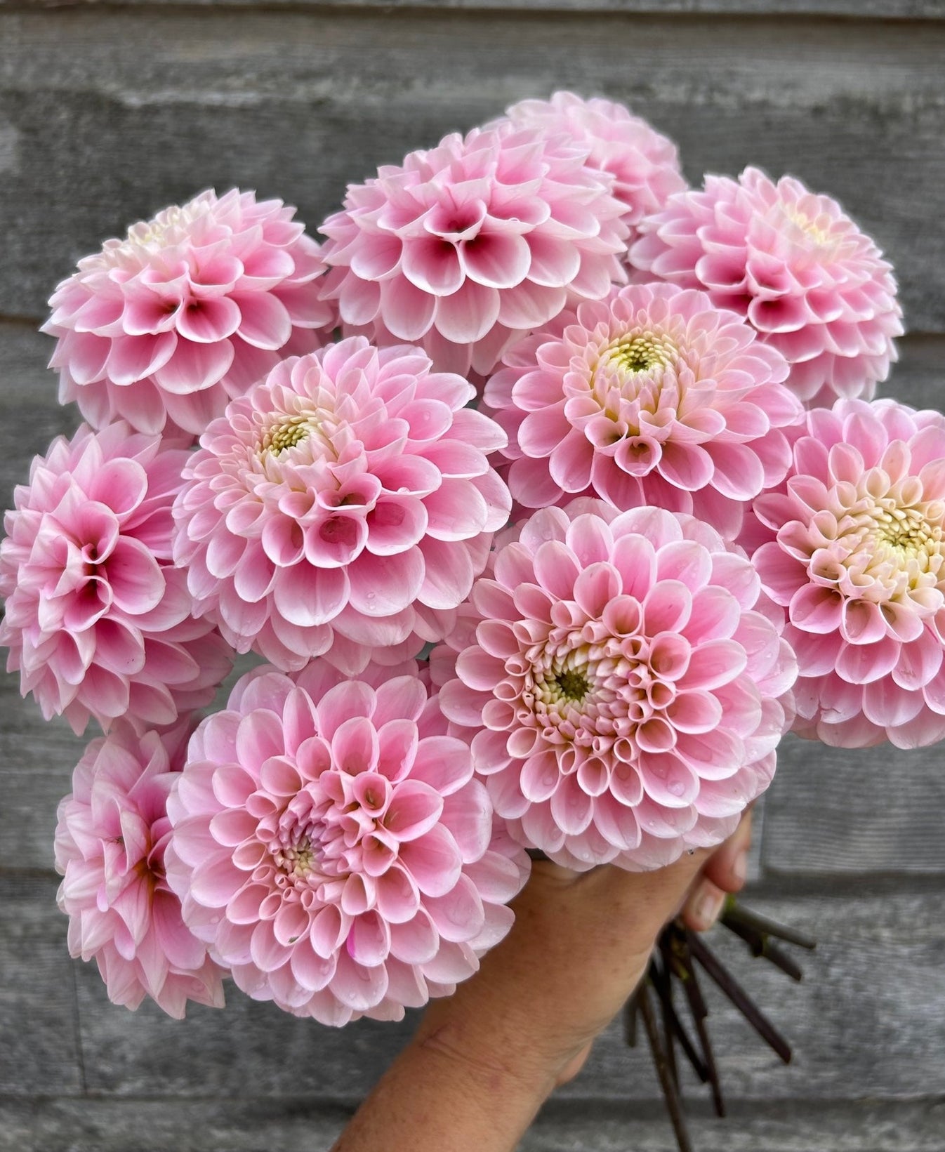 Wizard of Oz – The Farmhouse Flower Farm