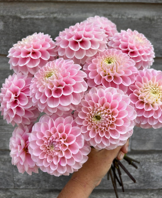 Wizard of Oz – The Farmhouse Flower Farm