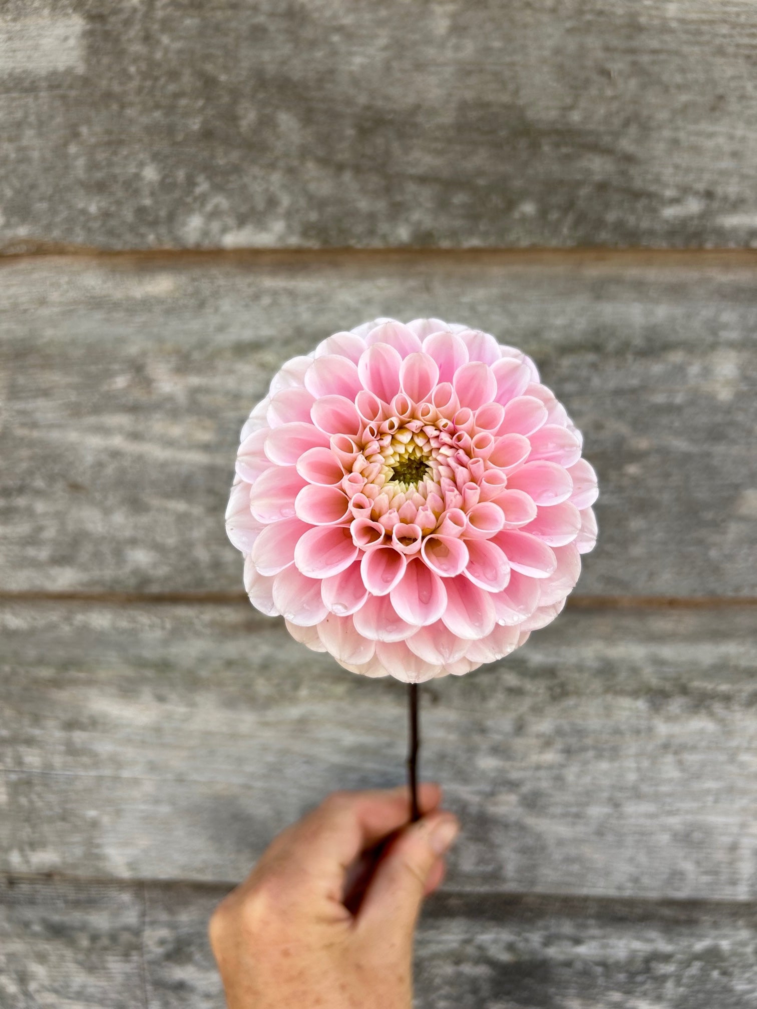 Wizard of Oz – The Farmhouse Flower Farm