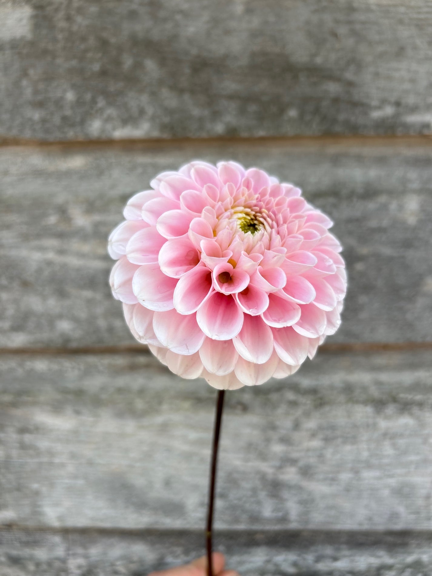 Wizard of Oz – The Farmhouse Flower Farm