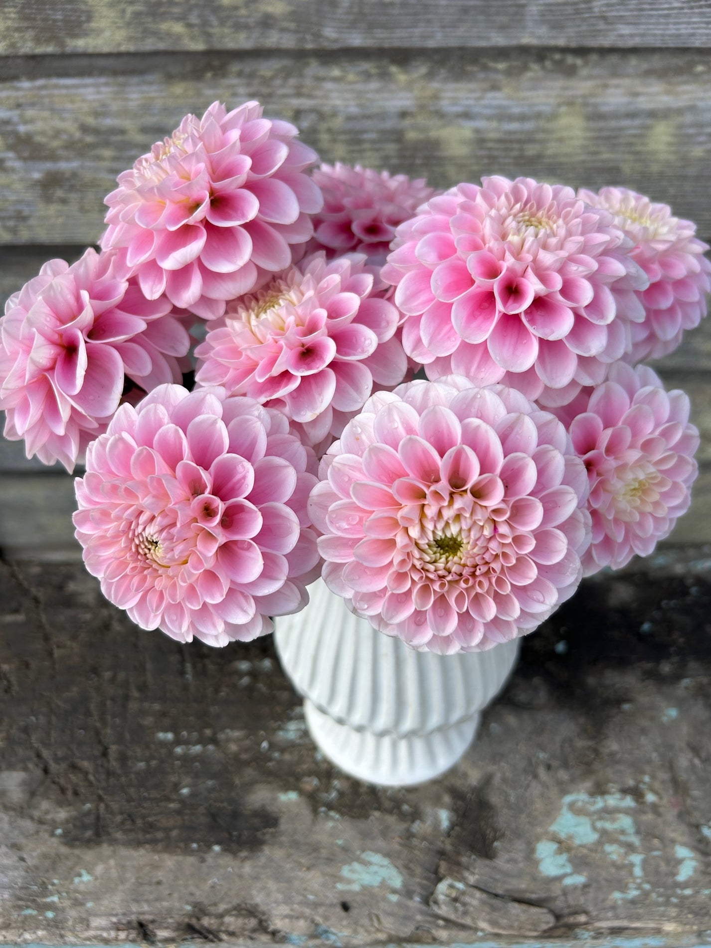 Wizard of Oz – The Farmhouse Flower Farm