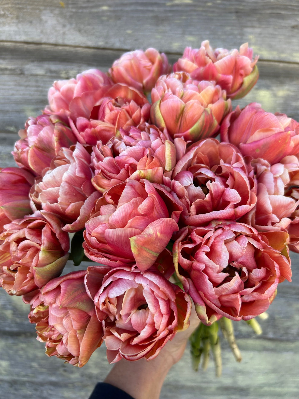 Tulip - Copper Image – The Farmhouse Flower Farm