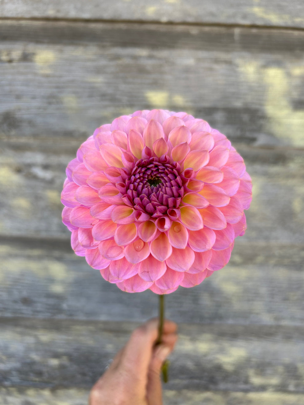 Hamari Rose - LIMIT 1 – The Farmhouse Flower Farm