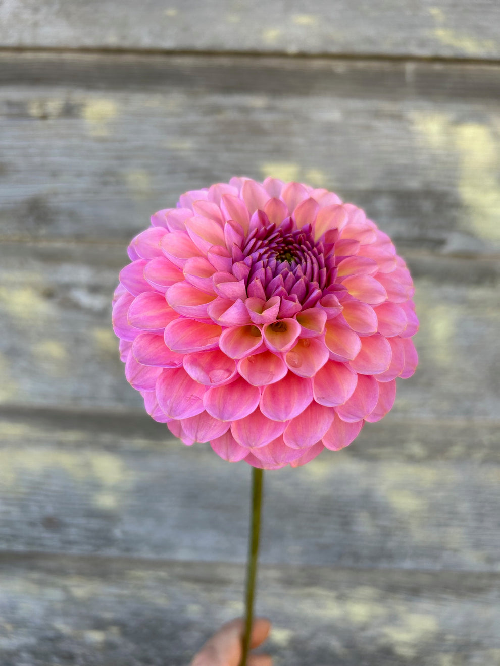 Hamari Rose - LIMIT 1 – The Farmhouse Flower Farm