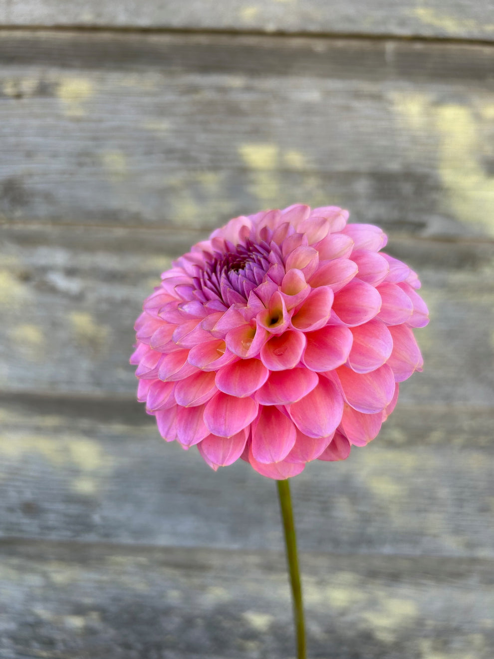 Hamari Rose - LIMIT 1 – The Farmhouse Flower Farm