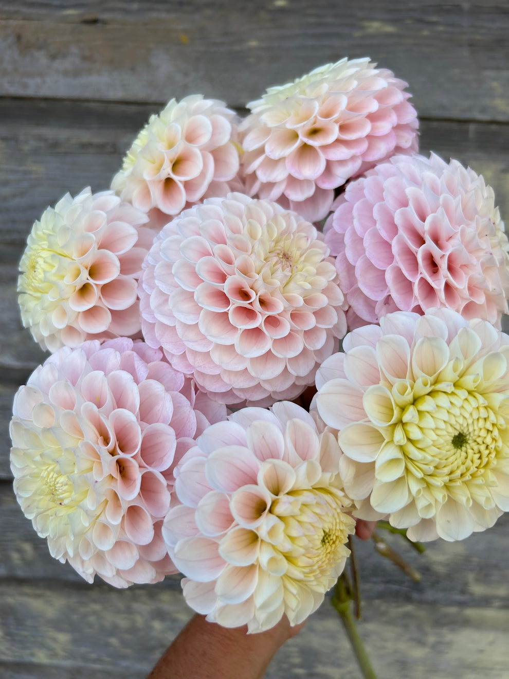 20th Avenue Memory – The Farmhouse Flower Farm