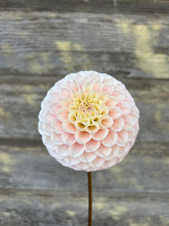 20th Avenue Memory – The Farmhouse Flower Farm
