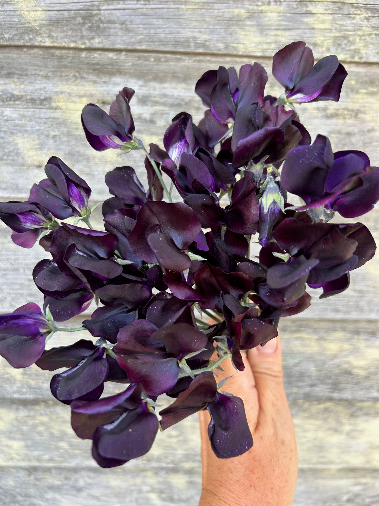 Sweet Pea - Almost Black – The Farmhouse Flower Farm