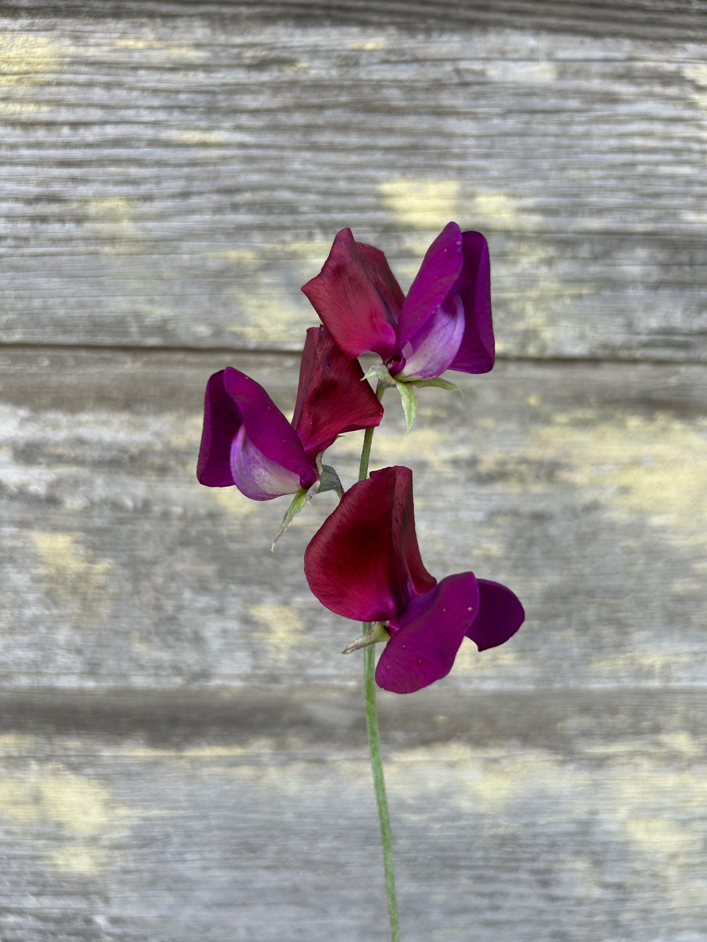 Sweet Pea - Hannah Dale – The Farmhouse Flower Farm