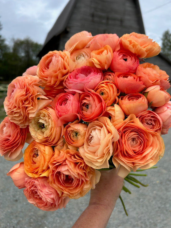 Ranunculus Tango – The Farmhouse Flower Farm