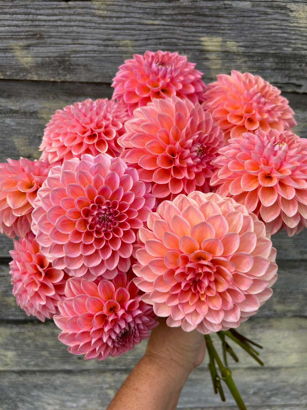 Linda's Baby – The Farmhouse Flower Farm