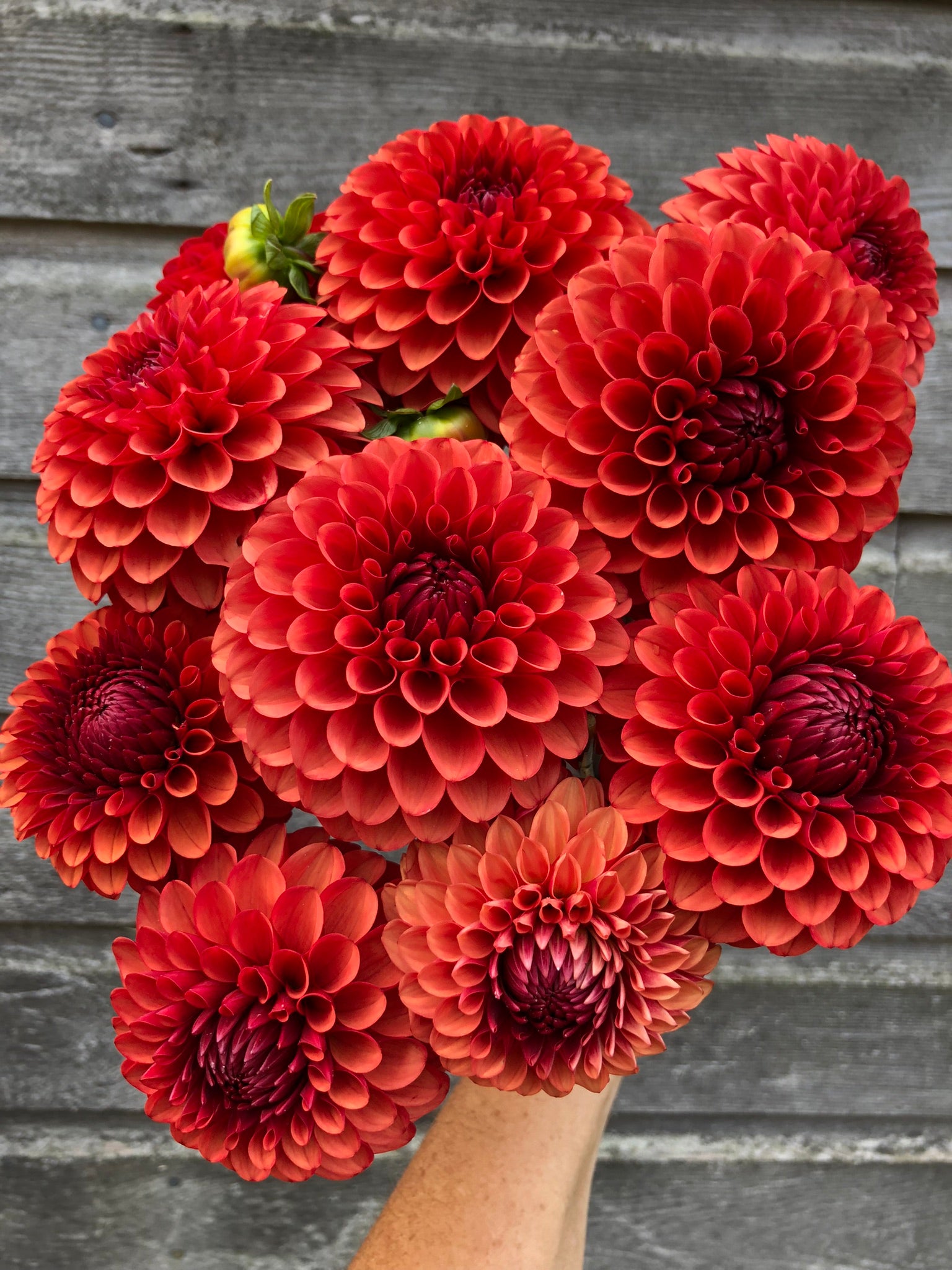 Copper Boy - LIMIT 1 – The Farmhouse Flower Farm