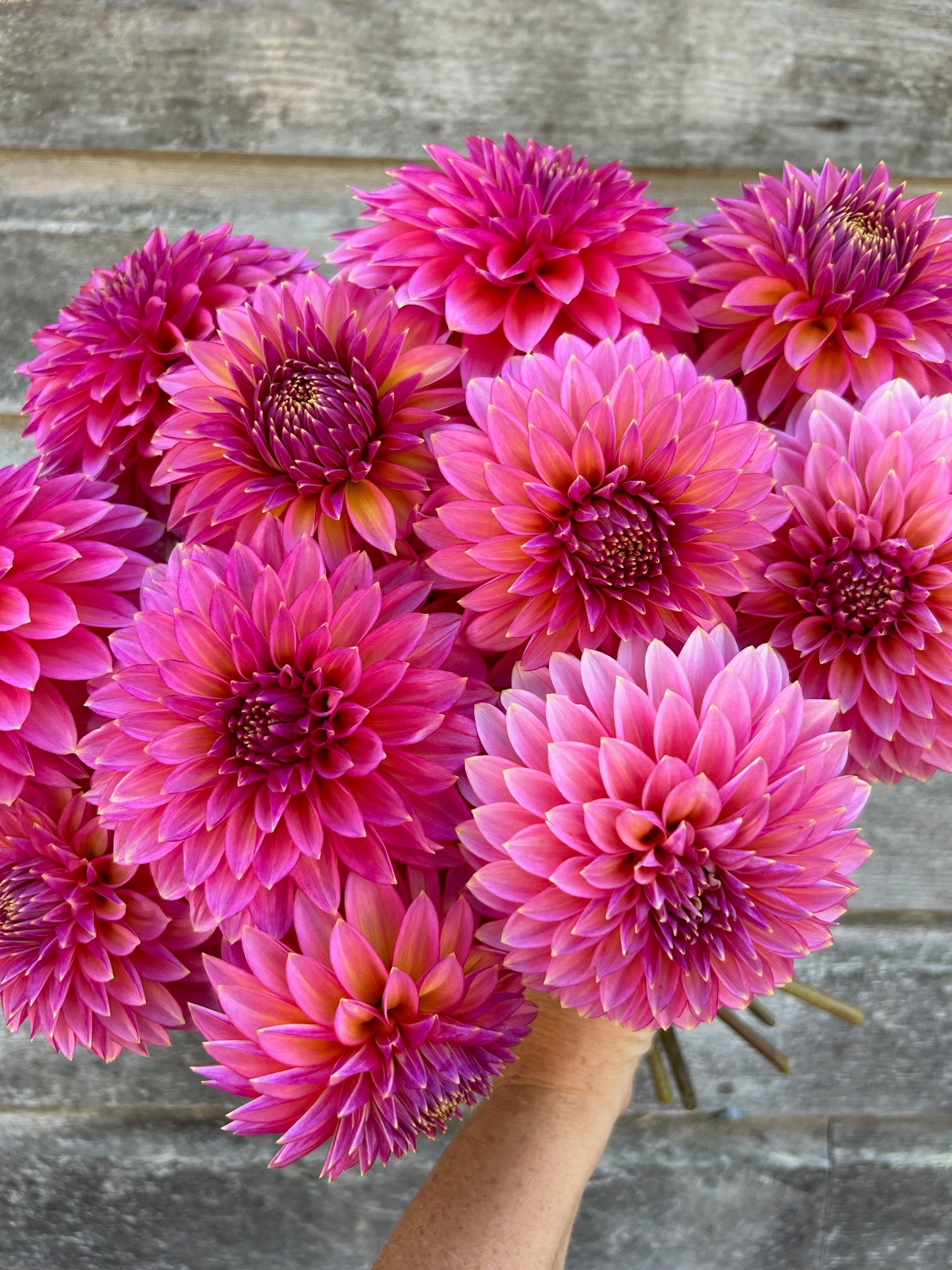 Bloomquist Mojo – The Farmhouse Flower Farm