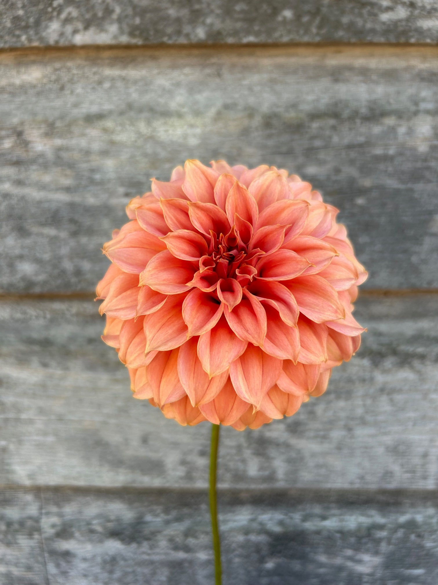Orange - Peaches N'Cream – The Farmhouse Flower Farm