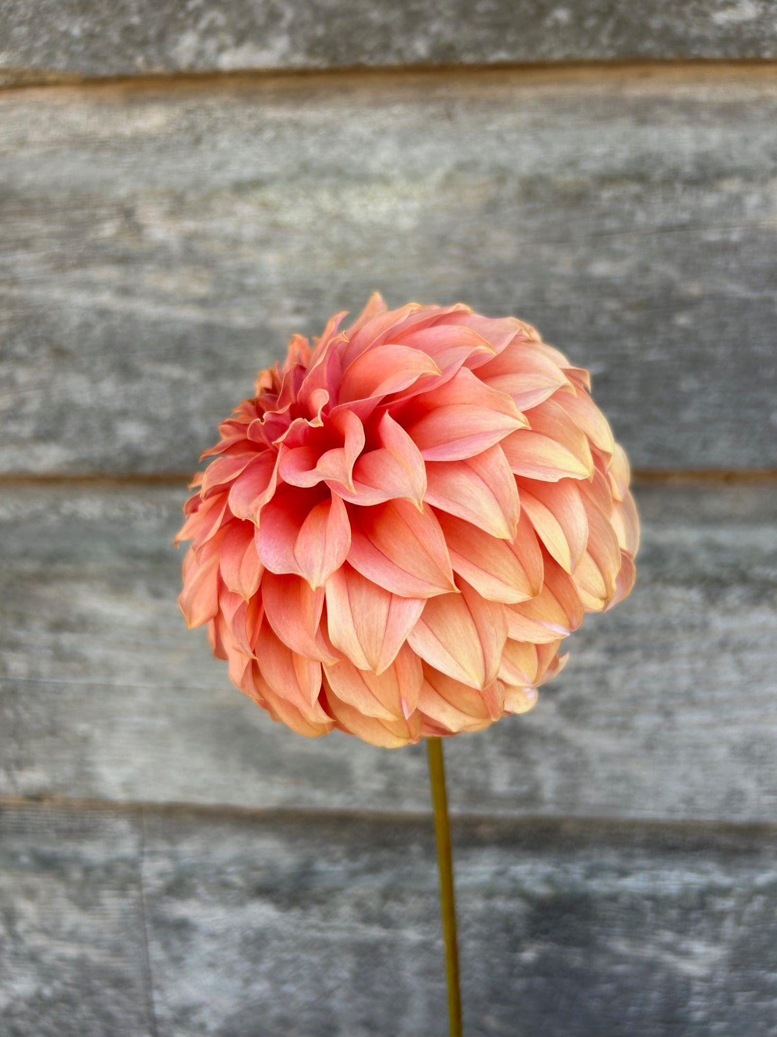 Orange - Peaches N'Cream – The Farmhouse Flower Farm