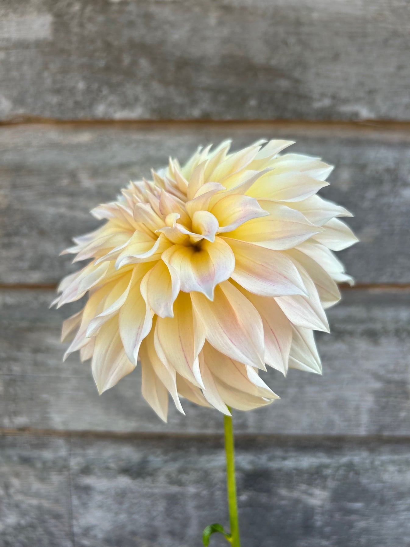 KA's Mocha Maya - LIMIT 1 – The Farmhouse Flower Farm