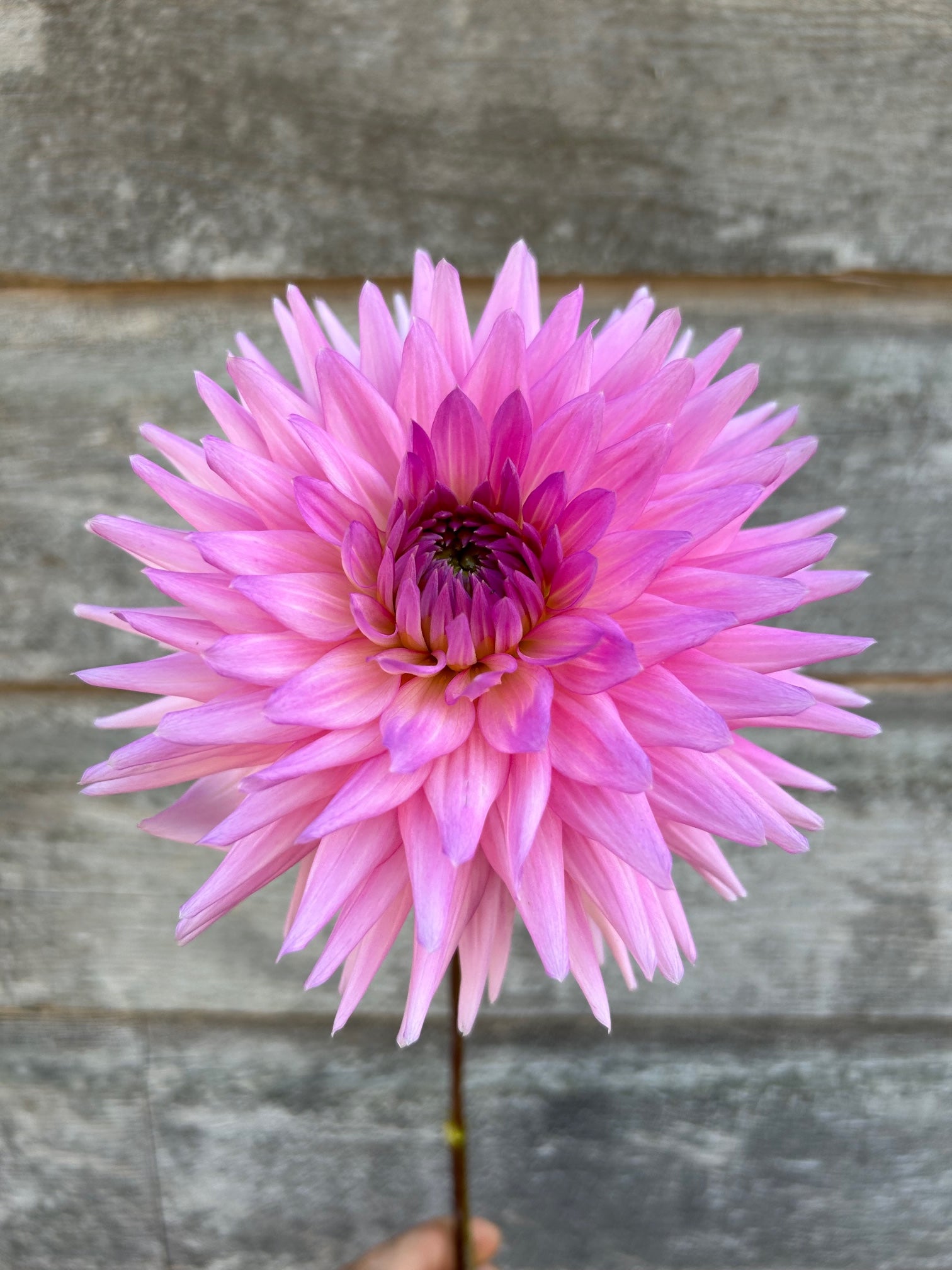 Clearview Whitney – The Farmhouse Flower Farm