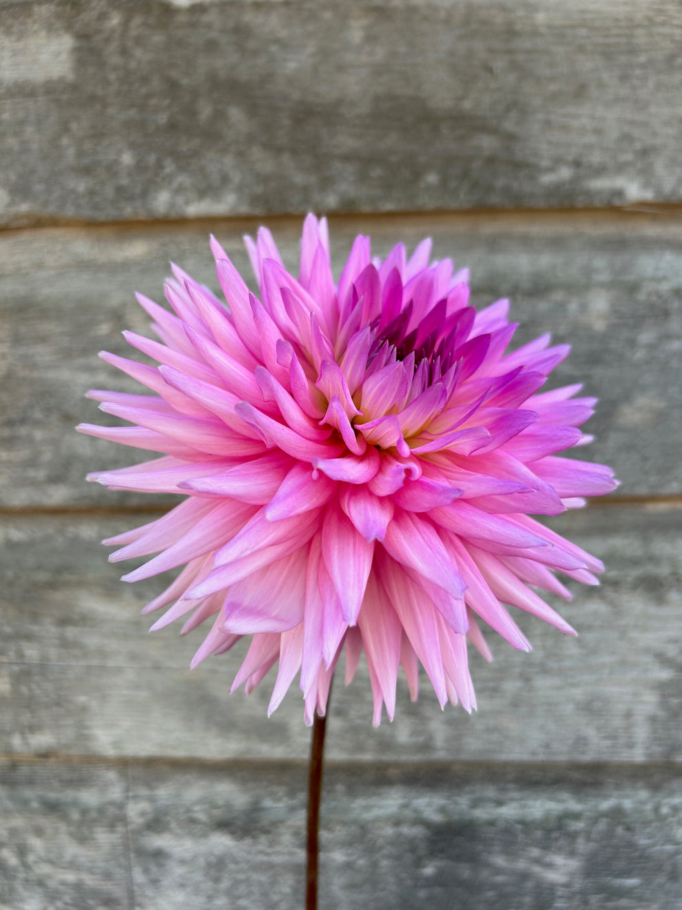 Clearview Whitney – The Farmhouse Flower Farm