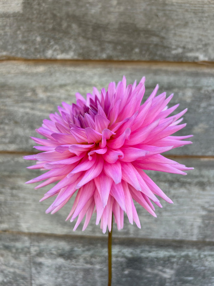 Clearview Whitney – The Farmhouse Flower Farm