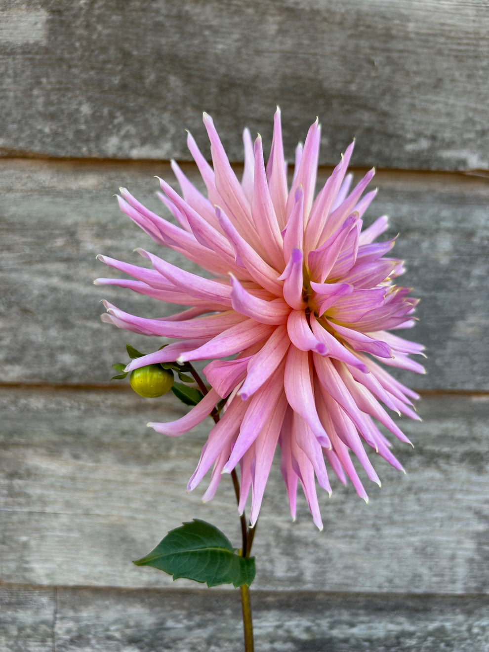 Wyn's Mauve Mist – The Farmhouse Flower Farm