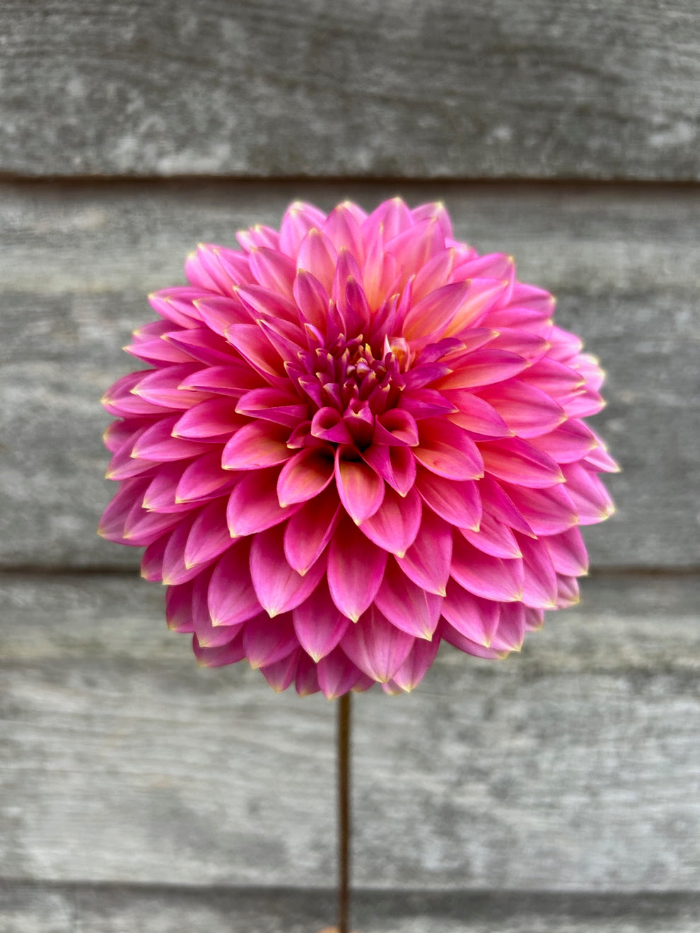 Bloomquist Mojo – The Farmhouse Flower Farm