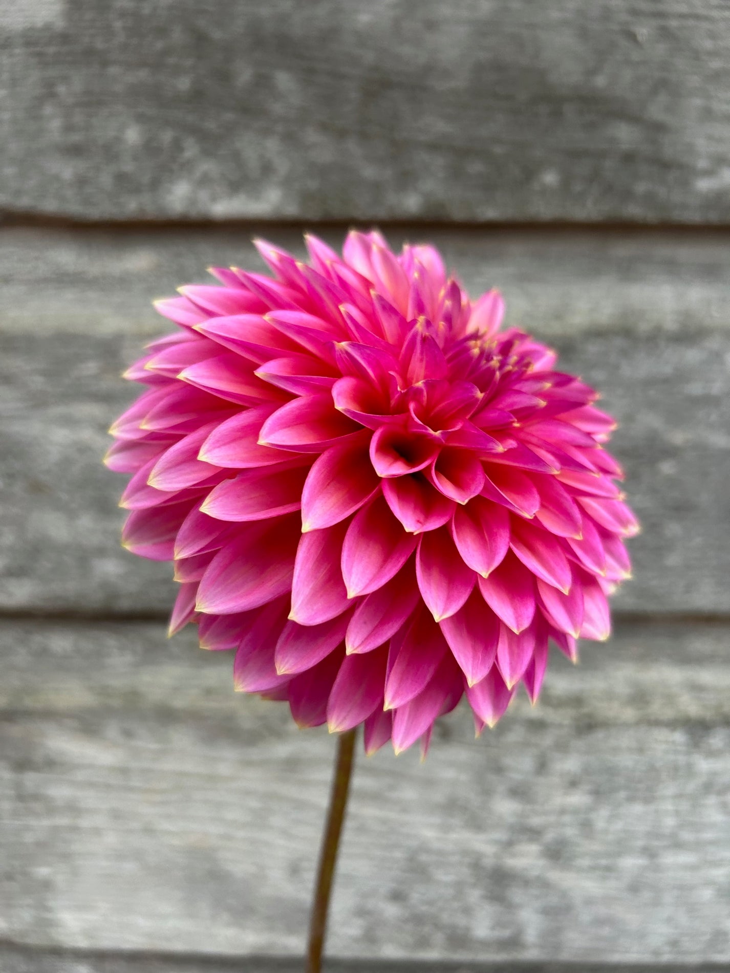 Bloomquist Mojo – The Farmhouse Flower Farm