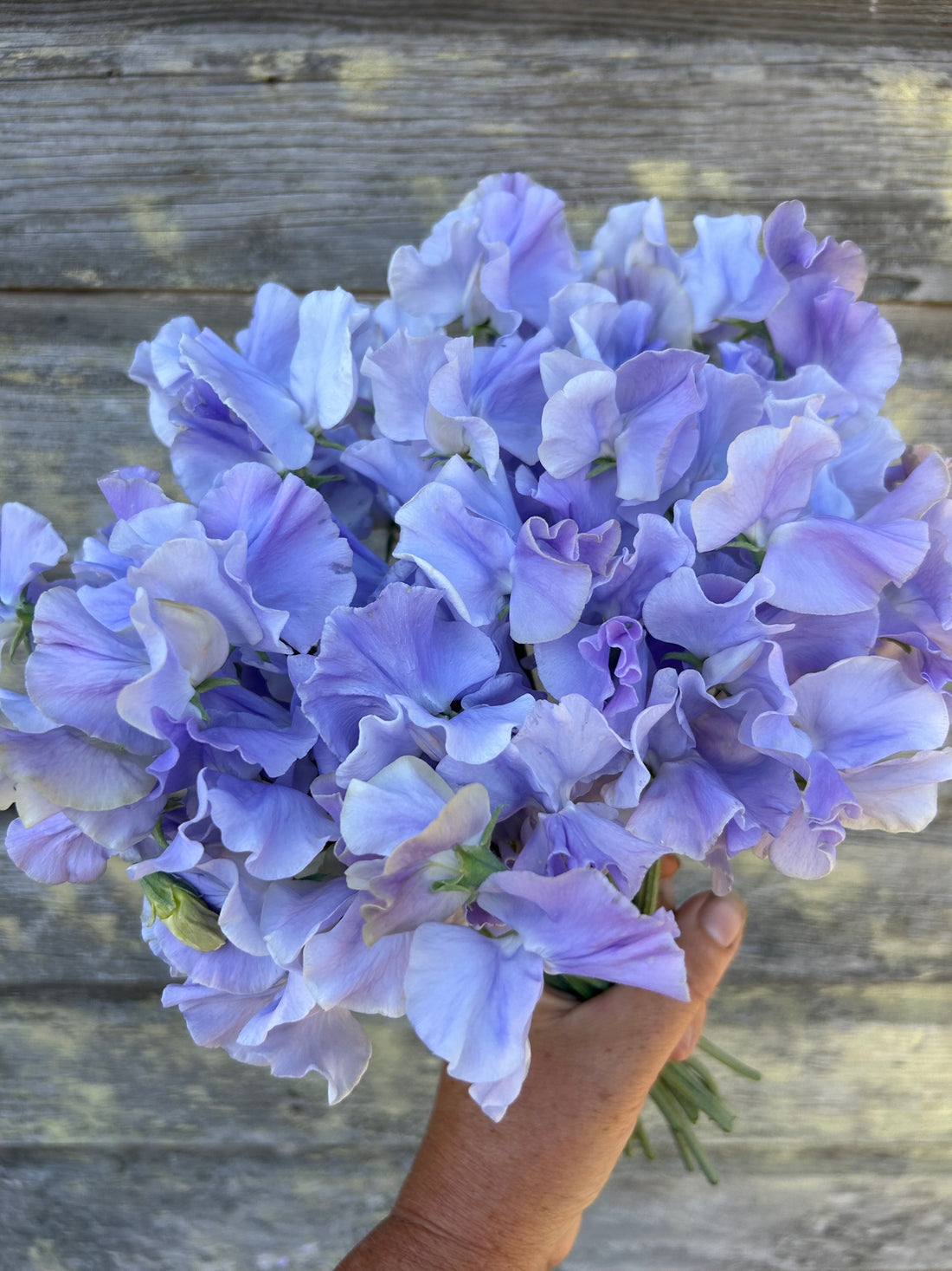 Sweet Pea - Charlie's Angel – The Farmhouse Flower Farm