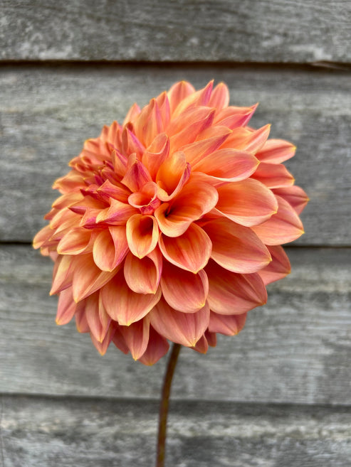 Bloomquist Azalea - LIMIT 1 – The Farmhouse Flower Farm