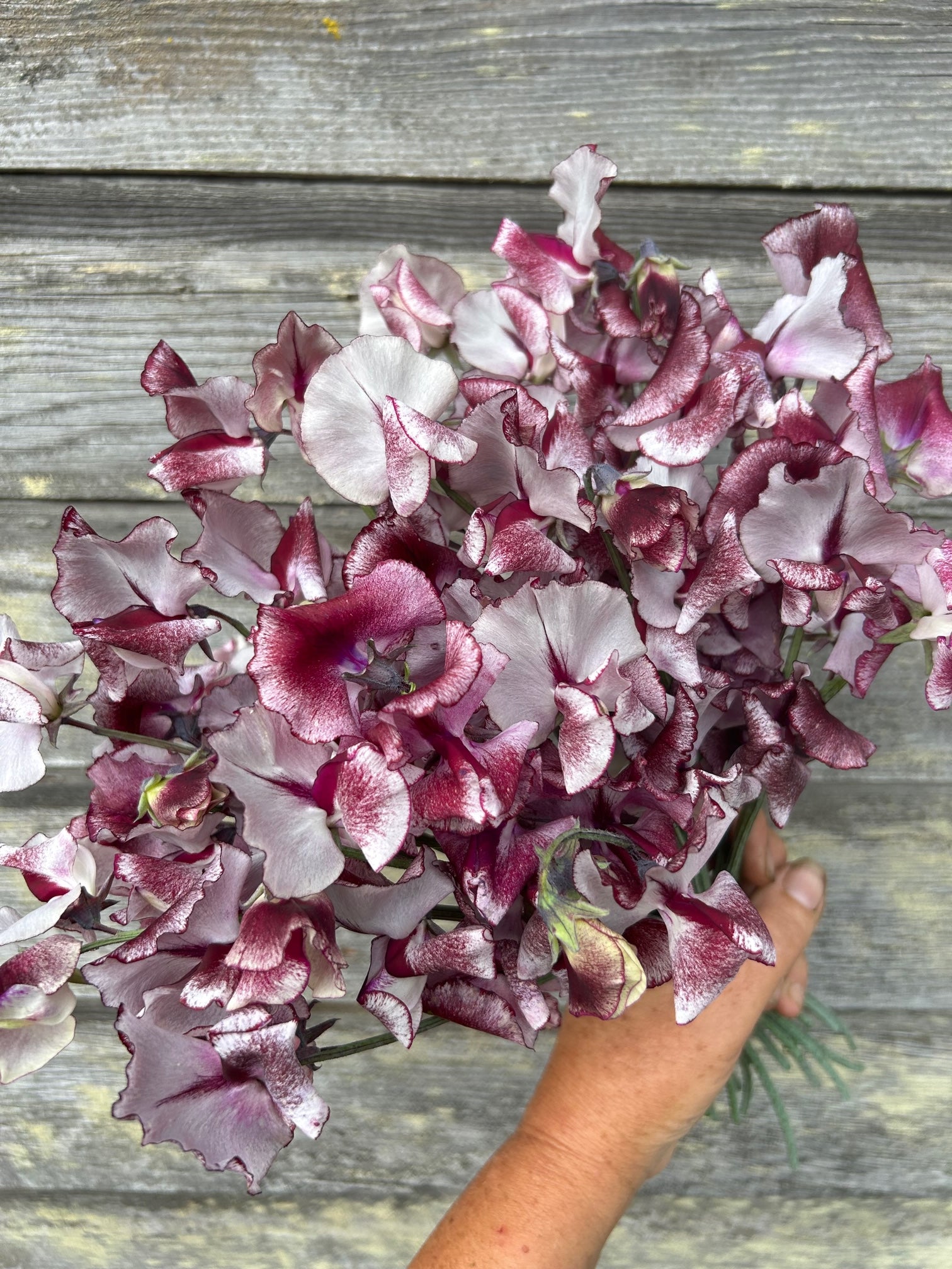 Sweet Pea - Olive D – The Farmhouse Flower Farm