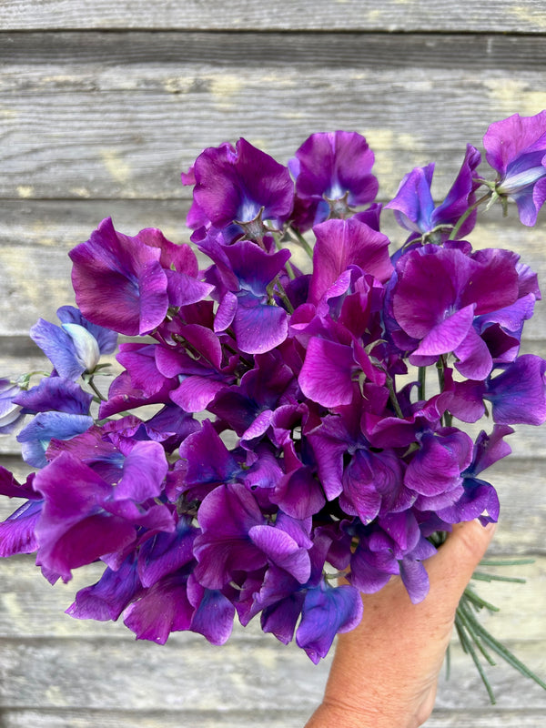 Sweet Pea - Blue Shift – The Farmhouse Flower Farm
