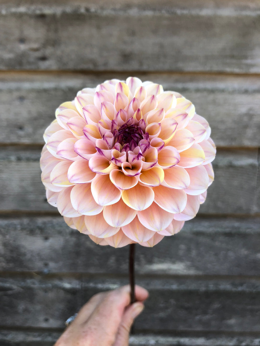 Wine Eyed Jill – The Farmhouse Flower Farm