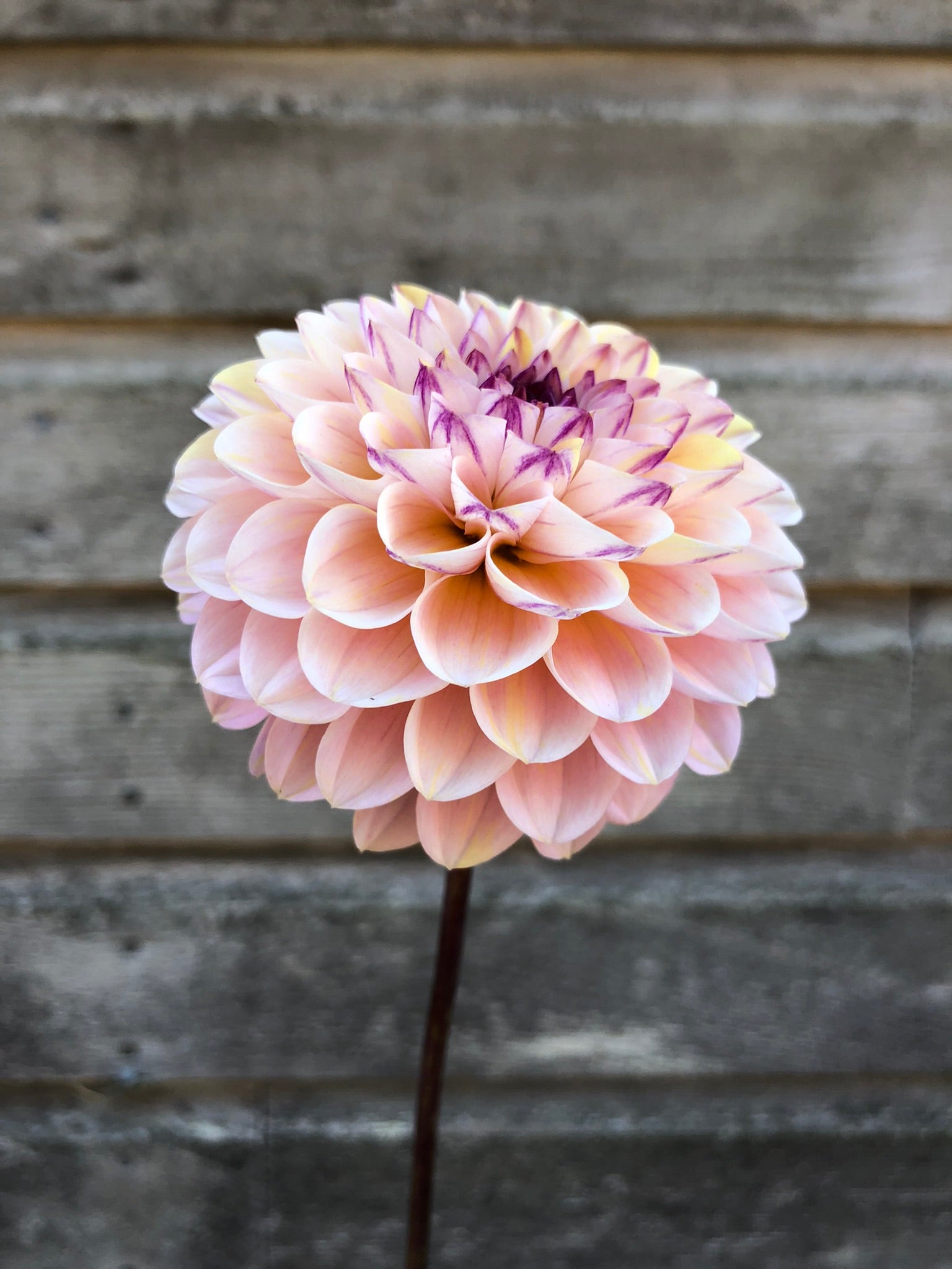 Wine Eyed Jill – The Farmhouse Flower Farm