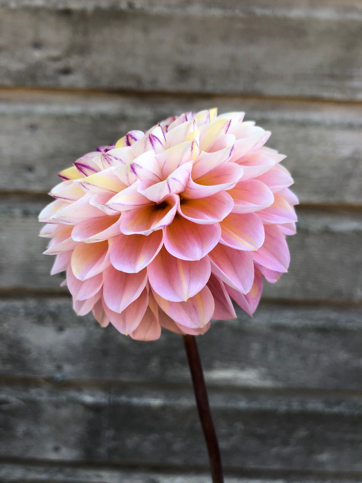 Wine Eyed Jill – The Farmhouse Flower Farm